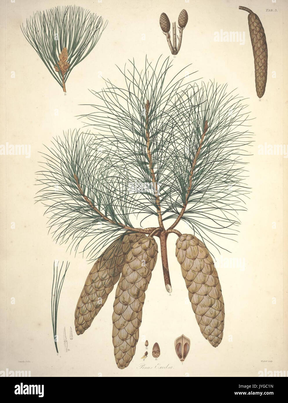 A description of the genus Pinus (Tab. 3) (7797196420 Stock Photo - Alamy