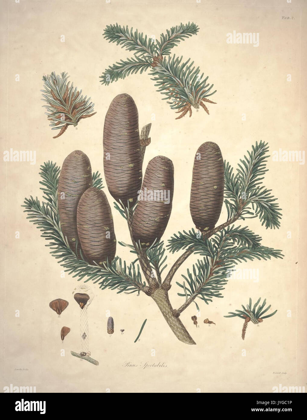 Description of the genus pinus hi-res stock photography and images - Alamy