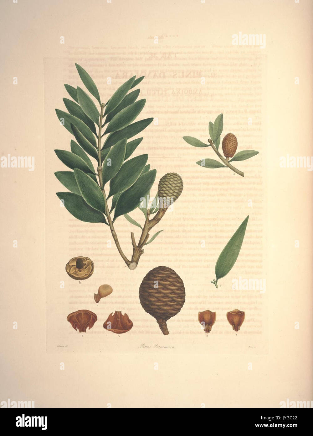 Pinus classification hi-res stock photography and images - Alamy