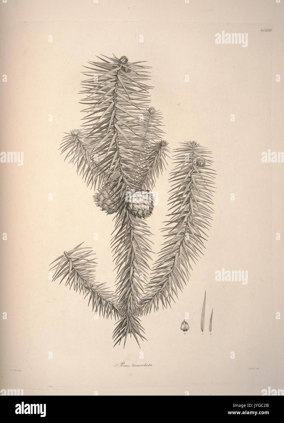 Description of the genus pinus hi-res stock photography and images - Alamy