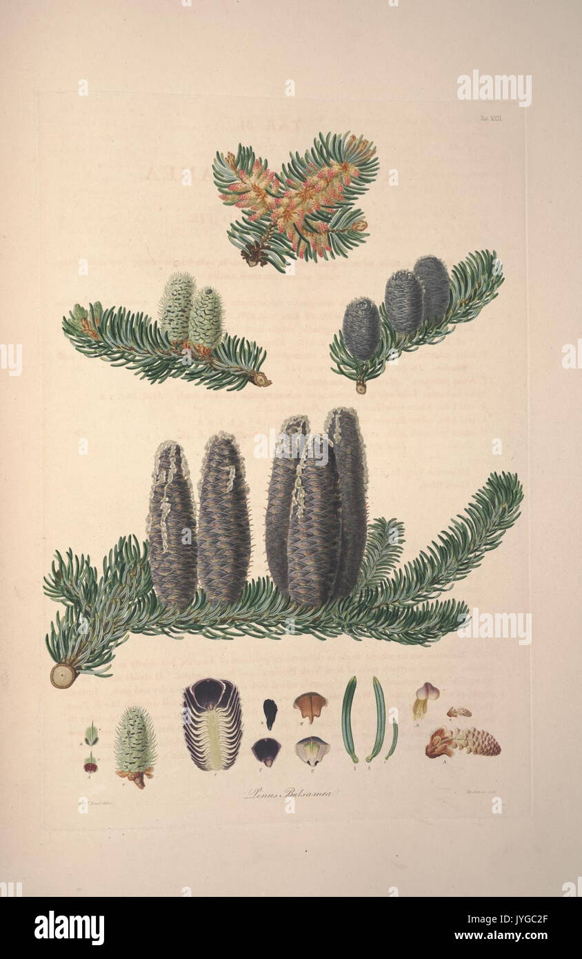 Description of the genus pinus hi-res stock photography and images - Alamy