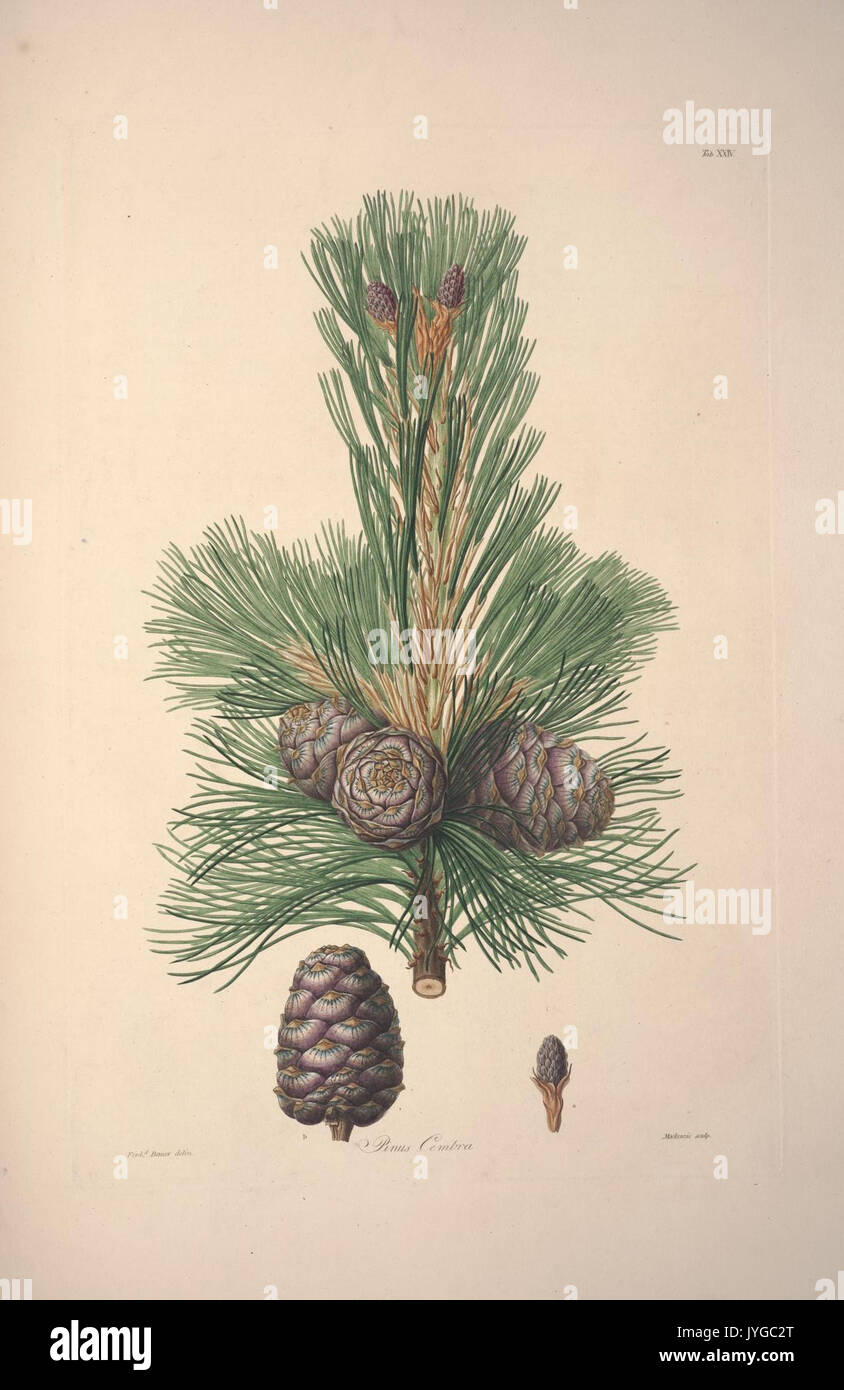 Description of the genus pinus hi-res stock photography and images - Alamy