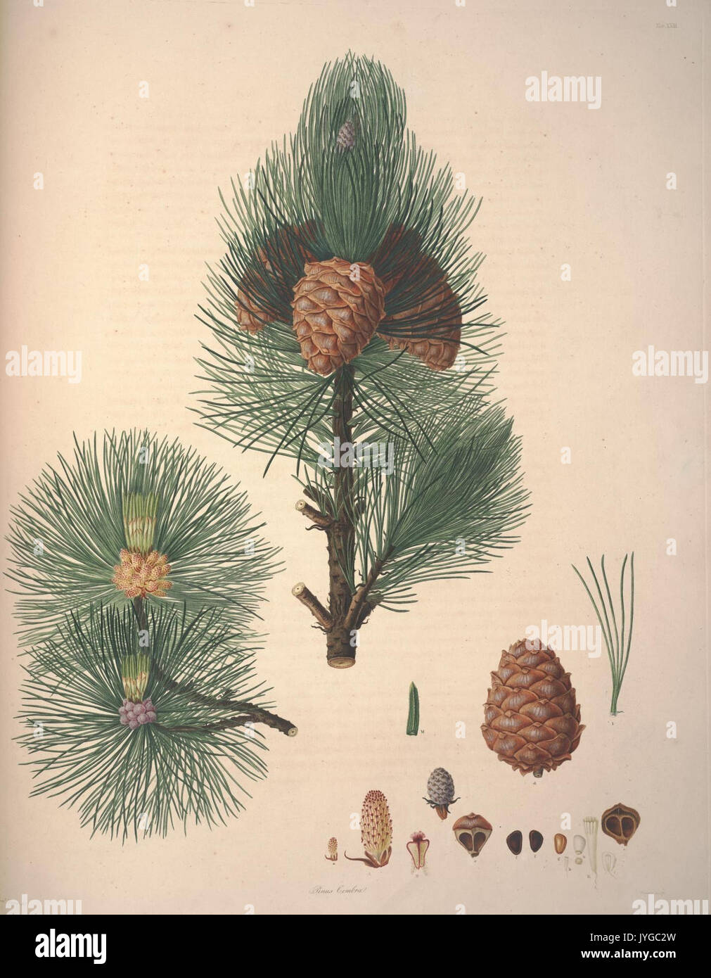 Description of the genus pinus hi-res stock photography and images - Alamy