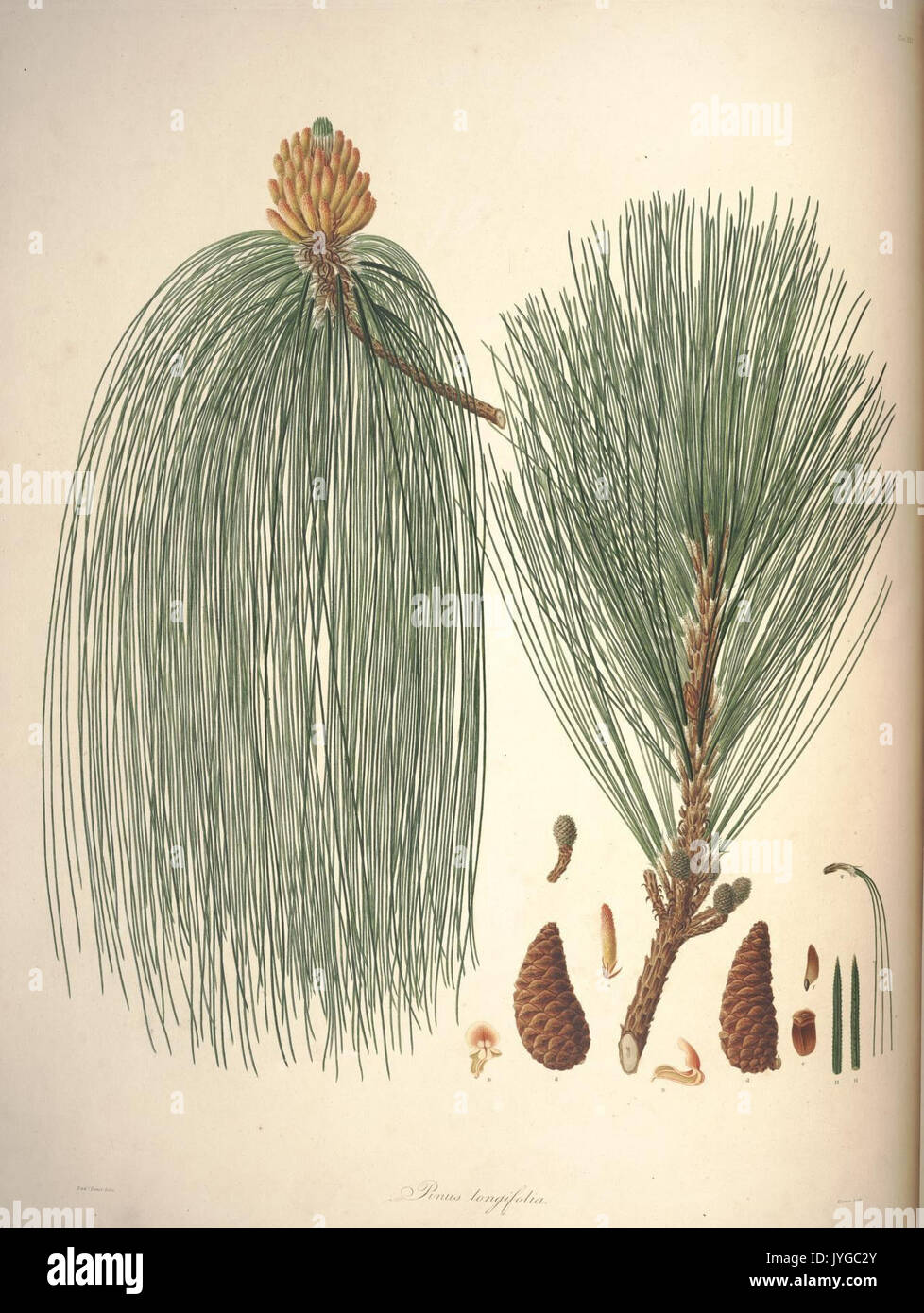 Description of the genus pinus hi-res stock photography and images - Alamy