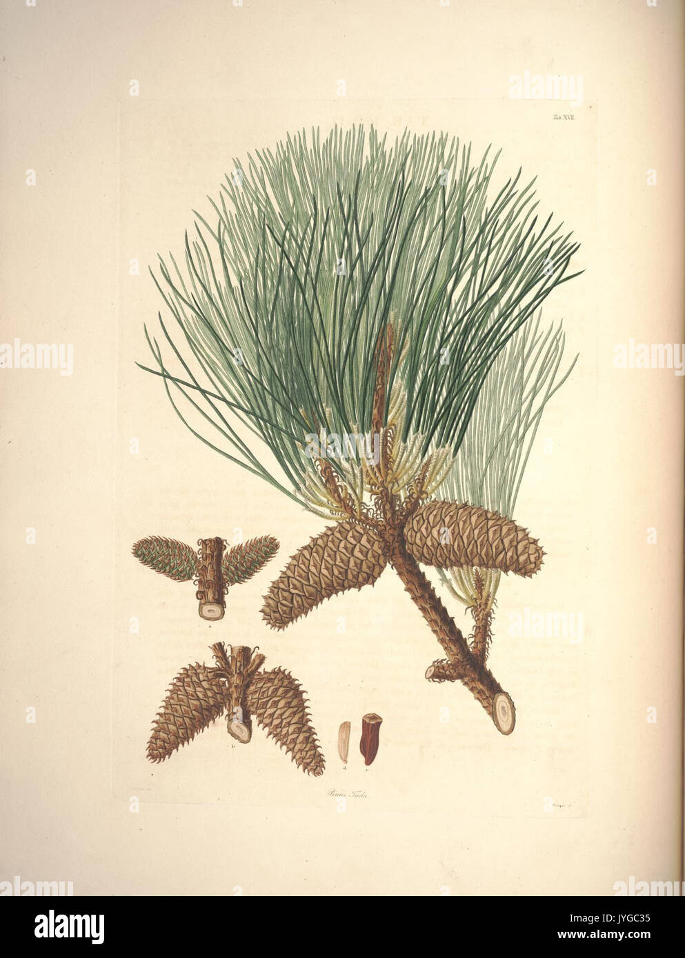 Description of the genus pinus hi-res stock photography and images - Alamy