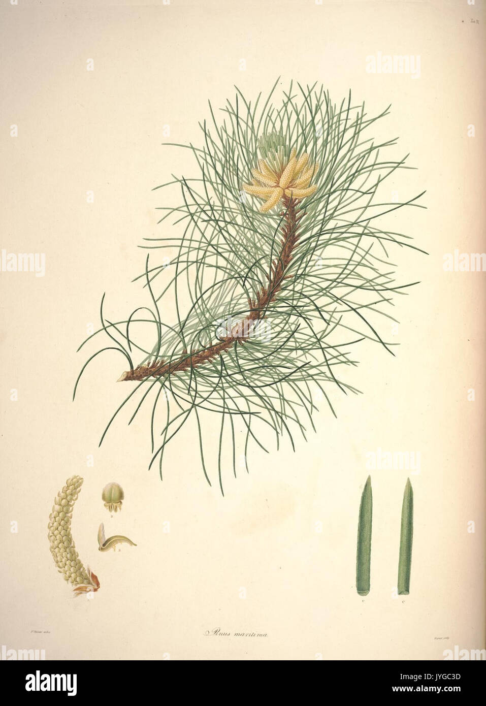 Description of the genus pinus hi-res stock photography and images - Alamy