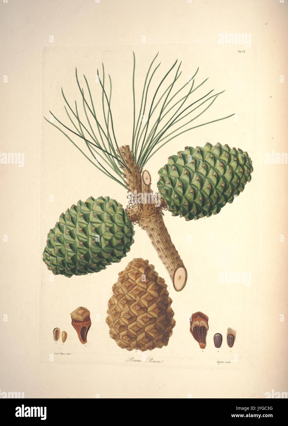 Description of the genus pinus hi-res stock photography and images - Alamy