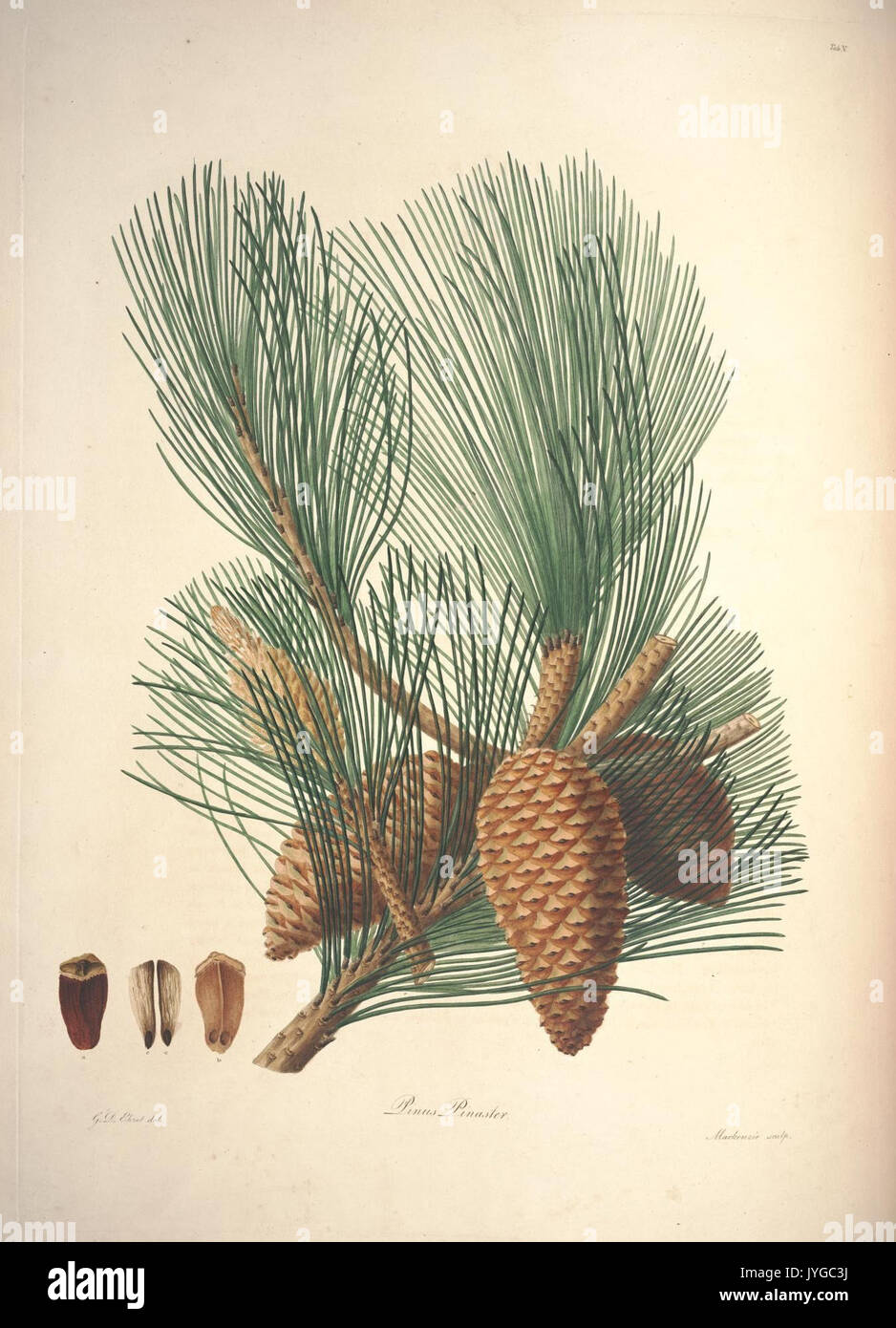 This illustration from the *Description of the Genus Pinus* provides a ...