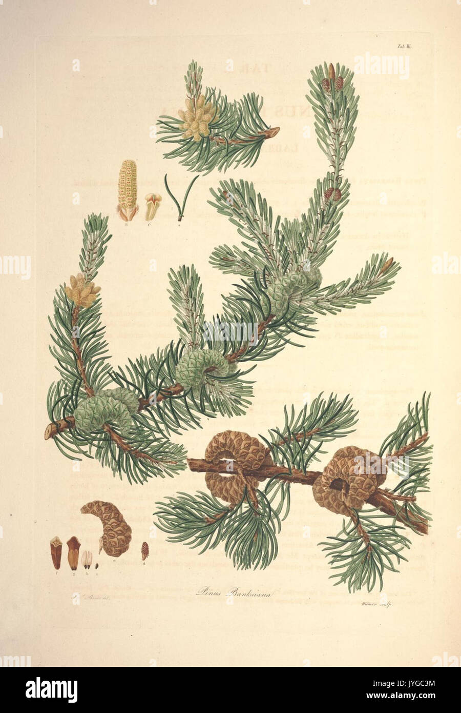 A description of the genus Pinus (Tab. III) (7797046956 Stock Photo - Alamy