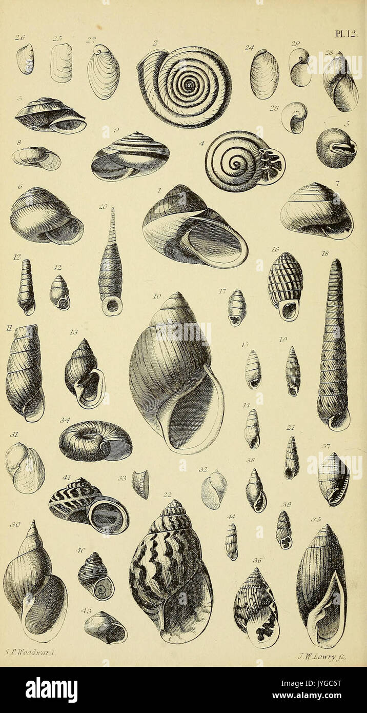 Detailed study of various marine gastropods hi-res stock photography ...