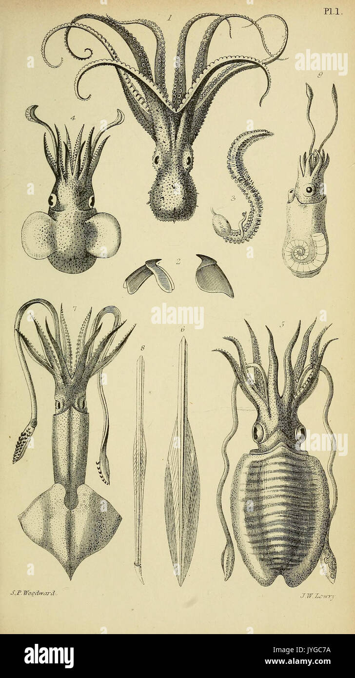Mollusca drawings hi-res stock photography and images - Alamy