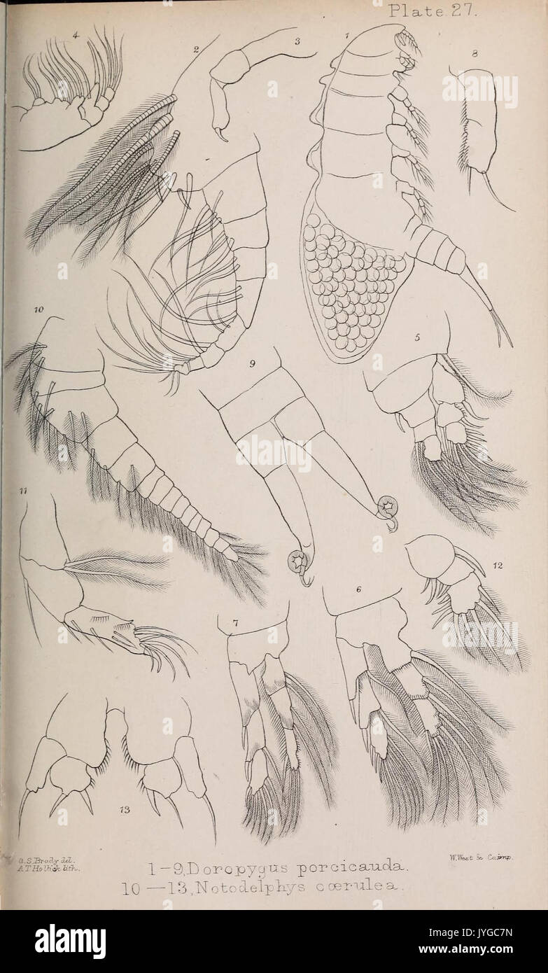 Parasitic creatures hi-res stock photography and images - Alamy