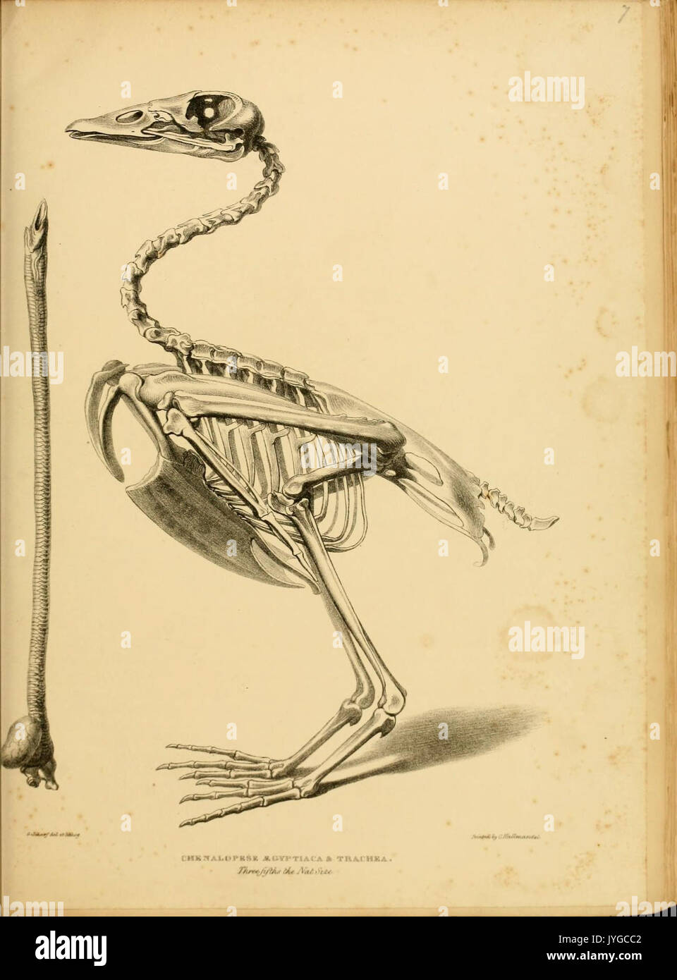 A monograph on the anatidae, or duck tribe (7549309778 Stock Photo - Alamy
