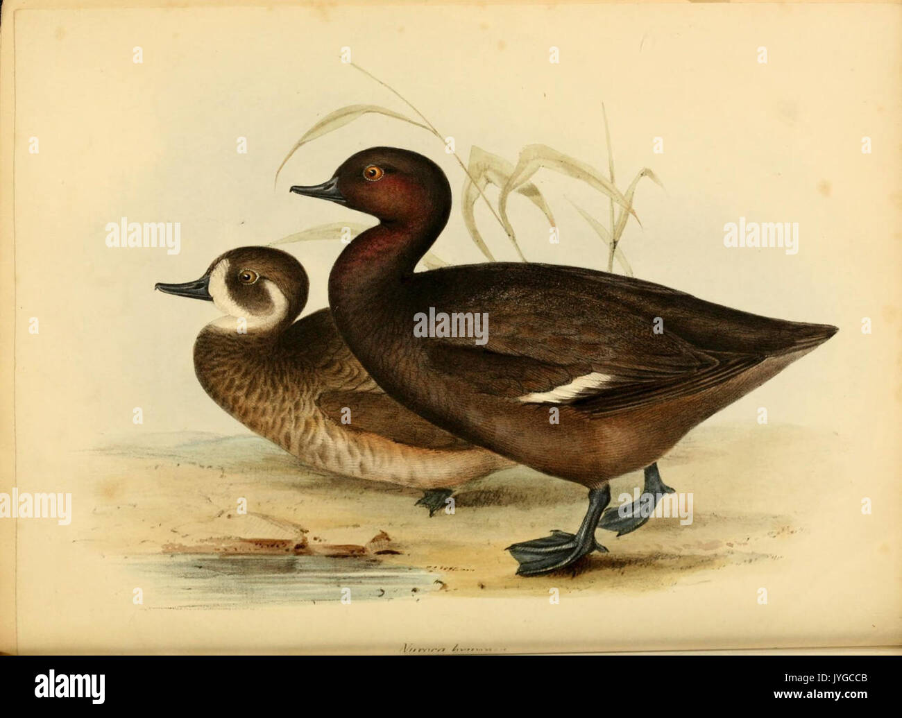 A monograph on the anatidae, or duck tribe (7549321428 Stock Photo - Alamy
