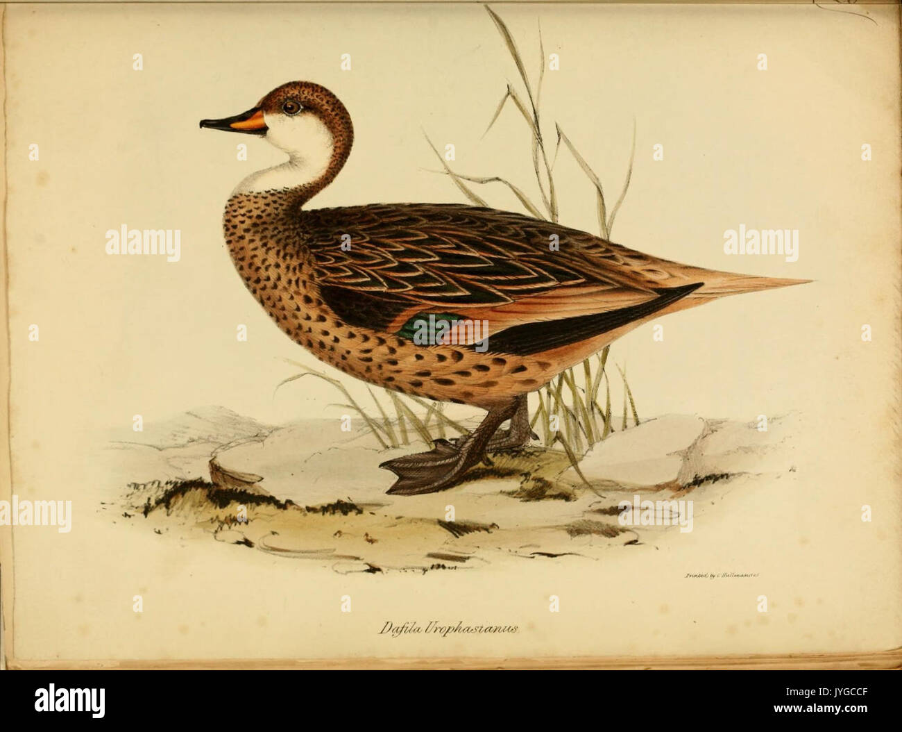 Anatidae biodiversity hi-res stock photography and images - Alamy