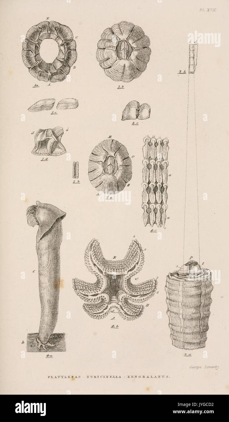 Barnacles cirripedia mblwhoi library hi-res stock photography and ...