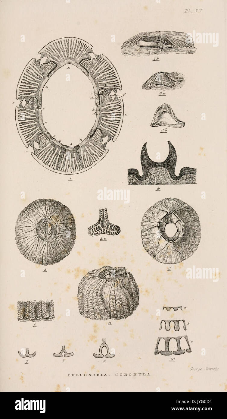 Barnacles cirripedia mblwhoi library hi-res stock photography and ...