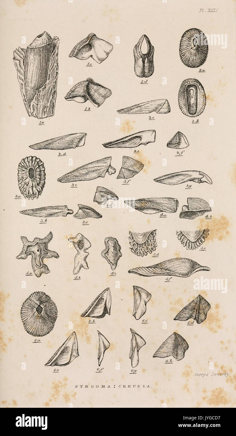 Barnacles cirripedia mblwhoi library hi-res stock photography and ...