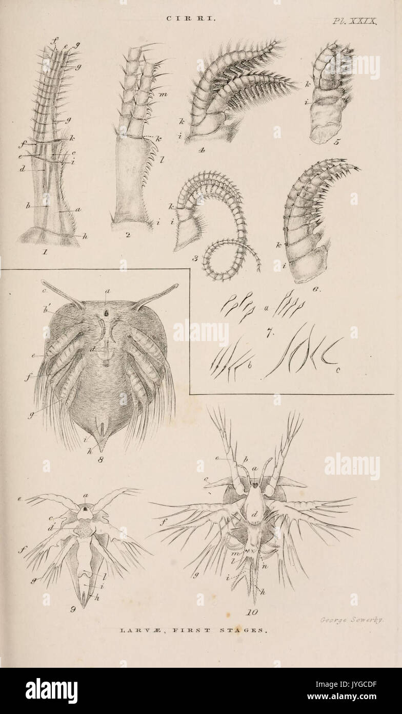 Barnacles cirripedia mblwhoi library hi-res stock photography and ...