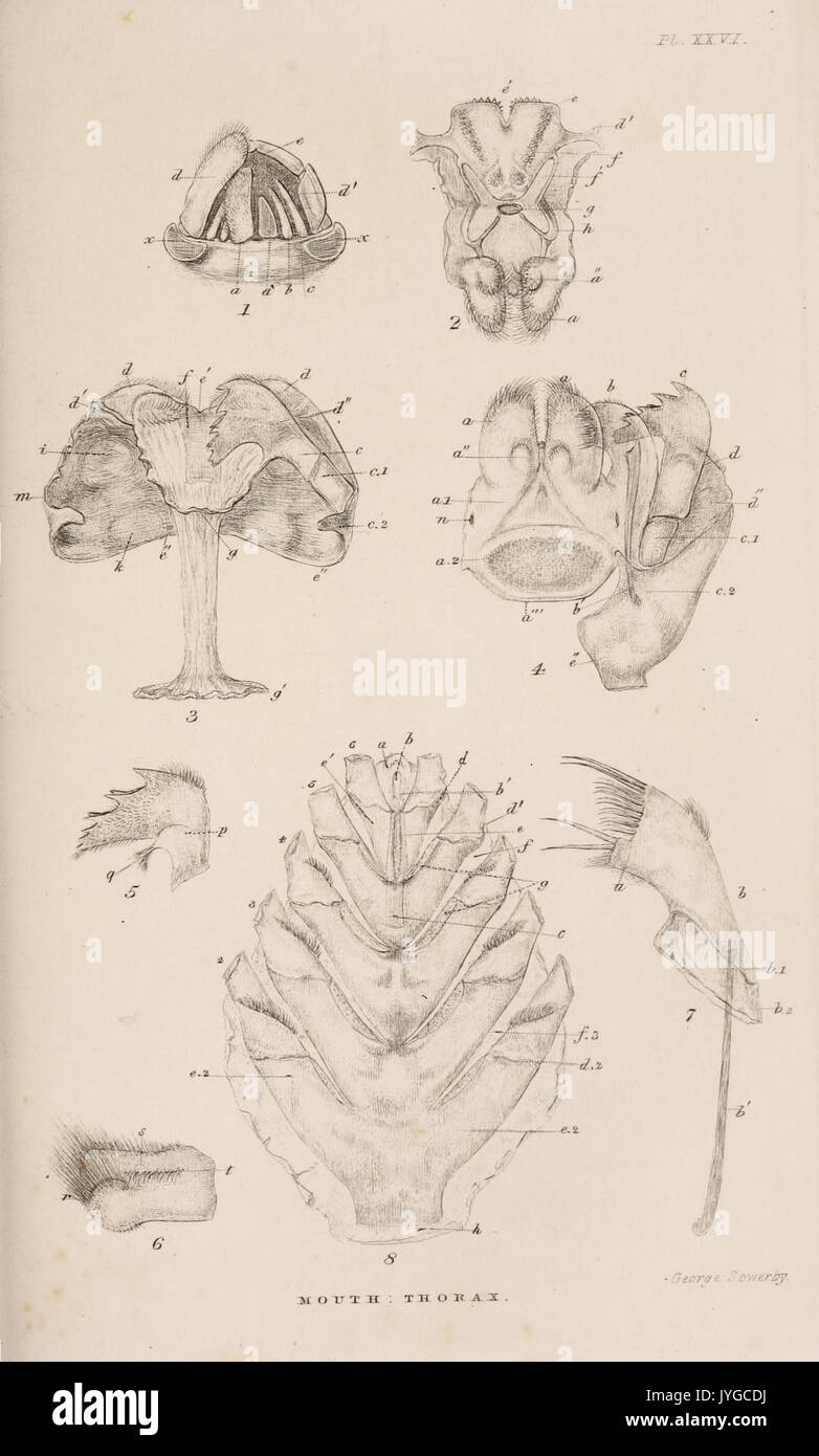A monograph on Cirripedia (barnacles), including detailed illustrations ...