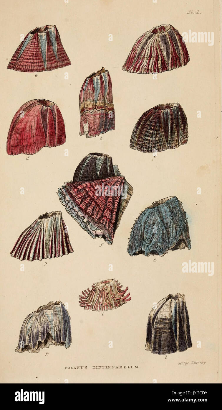 Barnacles cirripedia mblwhoi library hi-res stock photography and ...