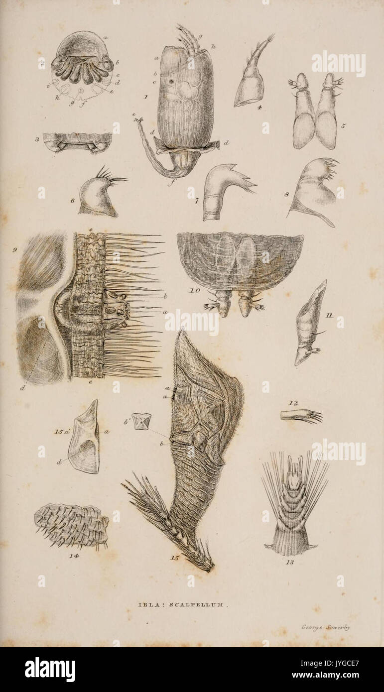 Barnacles cirripedia mblwhoi library hi-res stock photography and ...