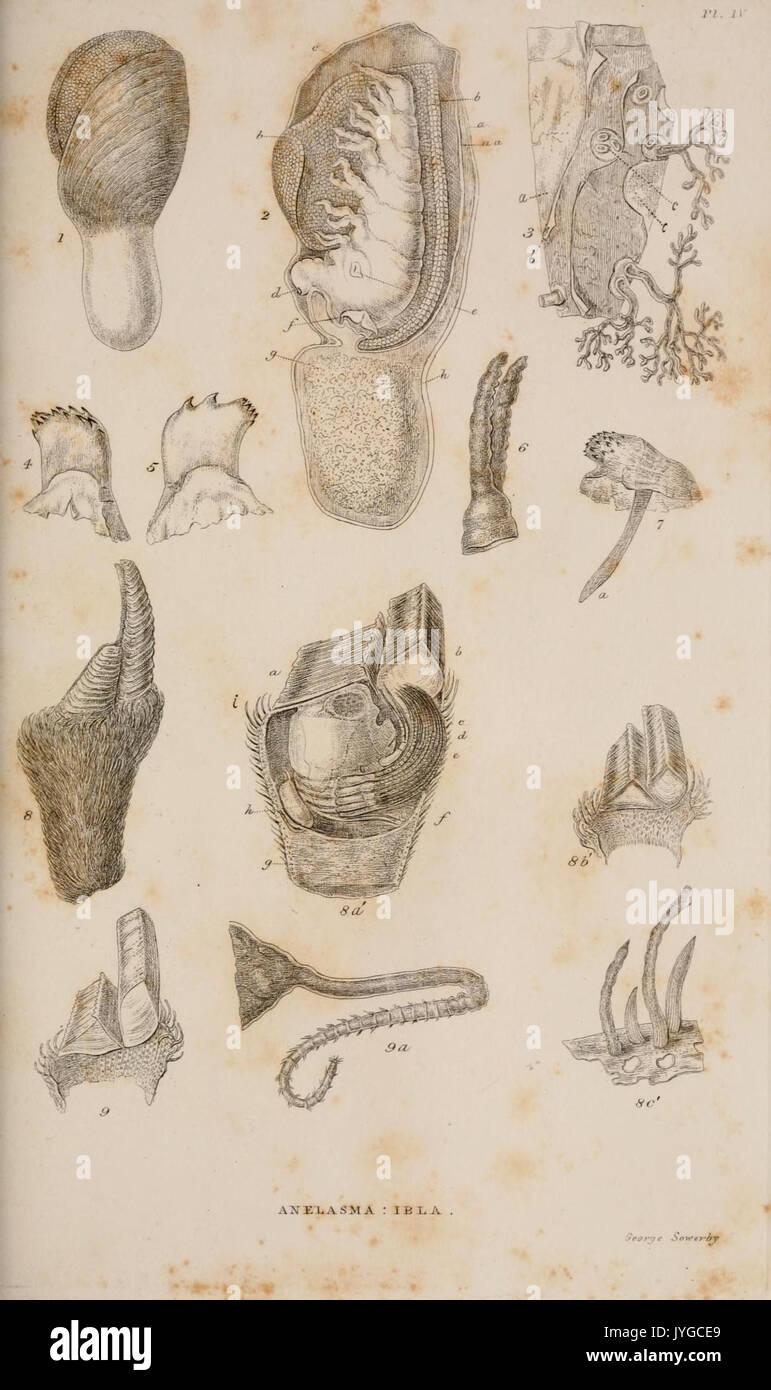 Barnacles cirripedia mblwhoi library hi-res stock photography and ...