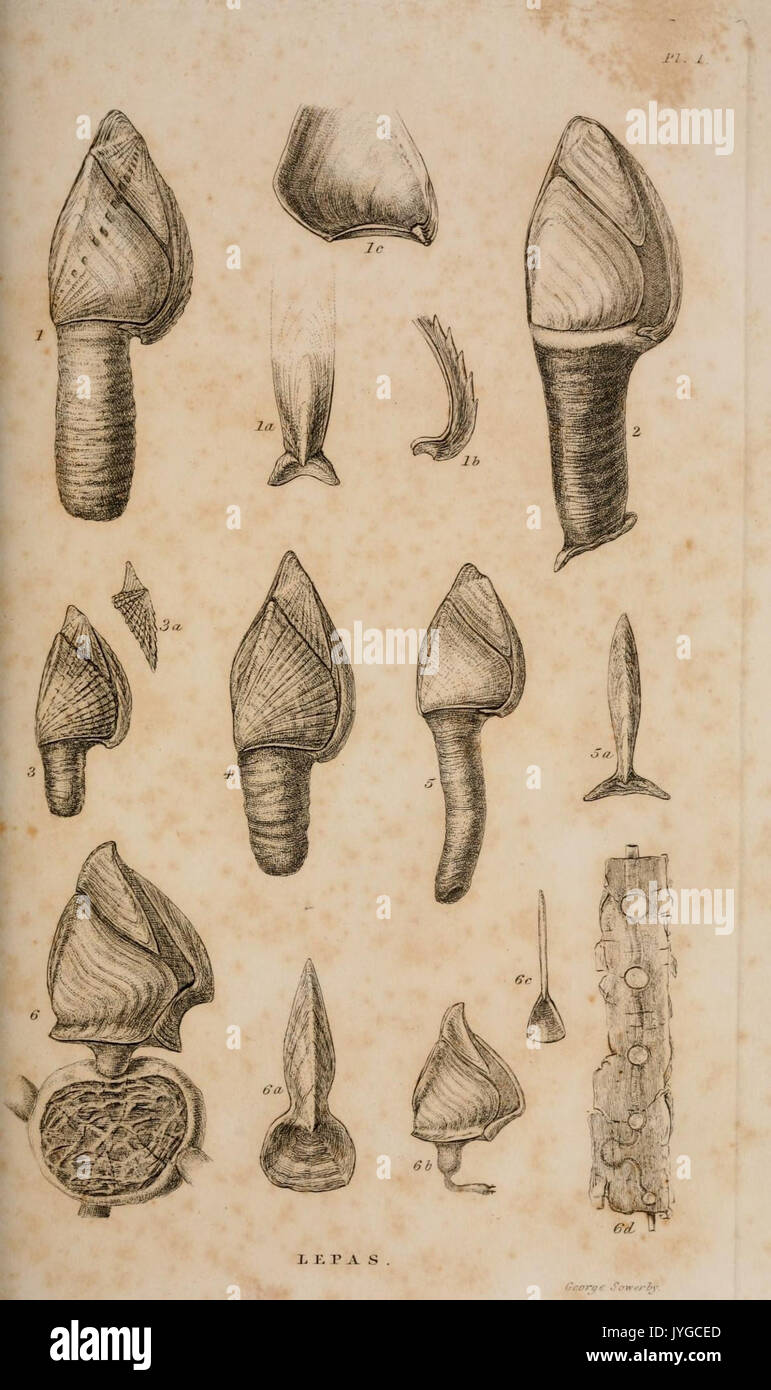 Barnacles cirripedia mblwhoi library hi-res stock photography and ...