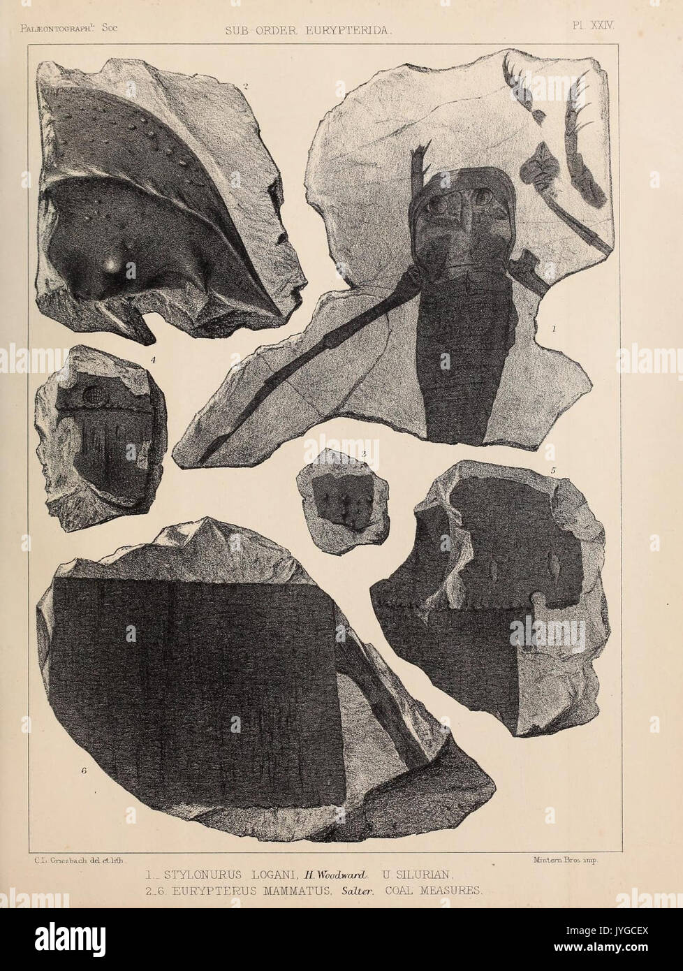 Fossil great britain paleontology smithsonian institution libraries hi ...