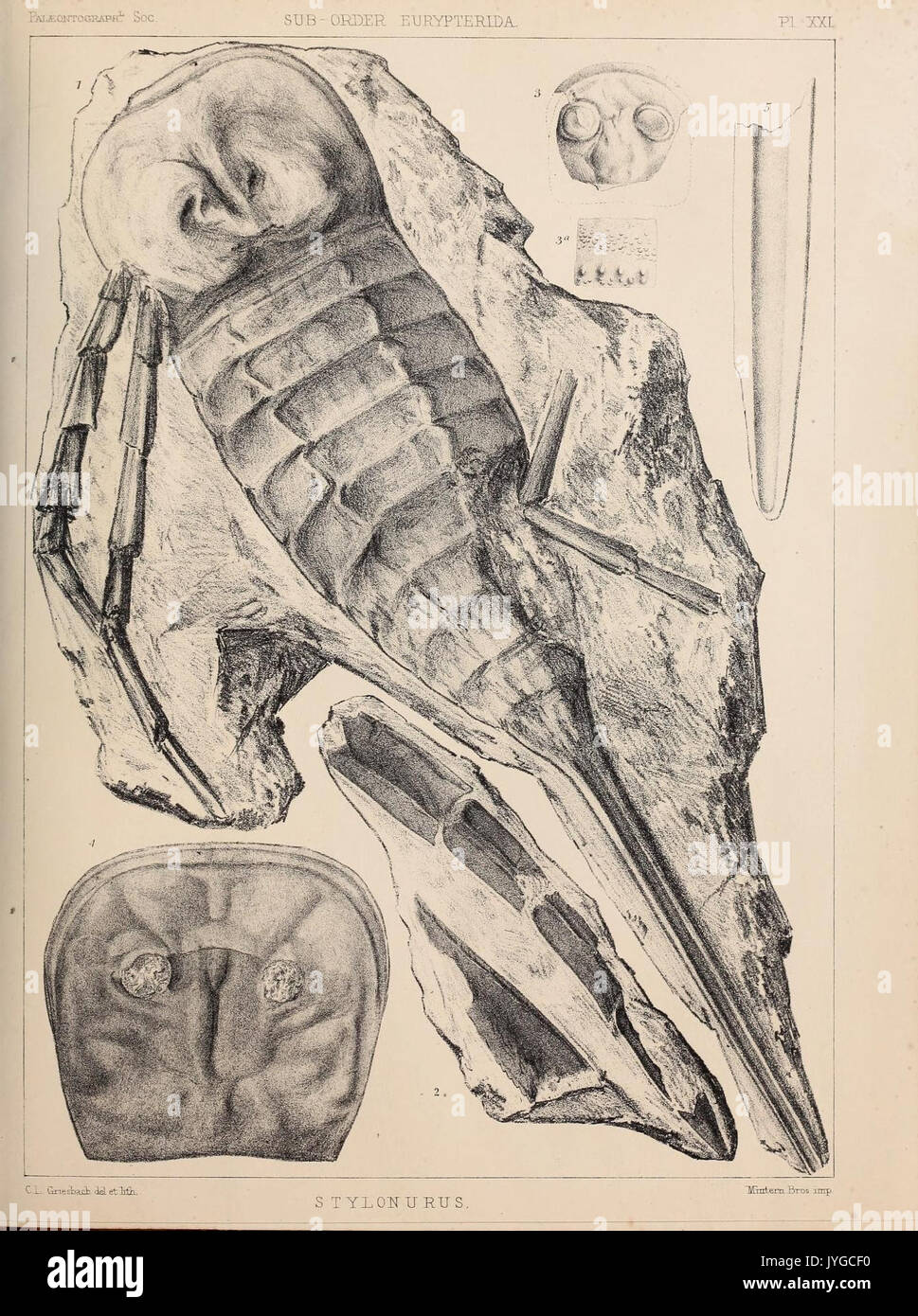 Fossil great britain paleontology smithsonian institution libraries hi ...