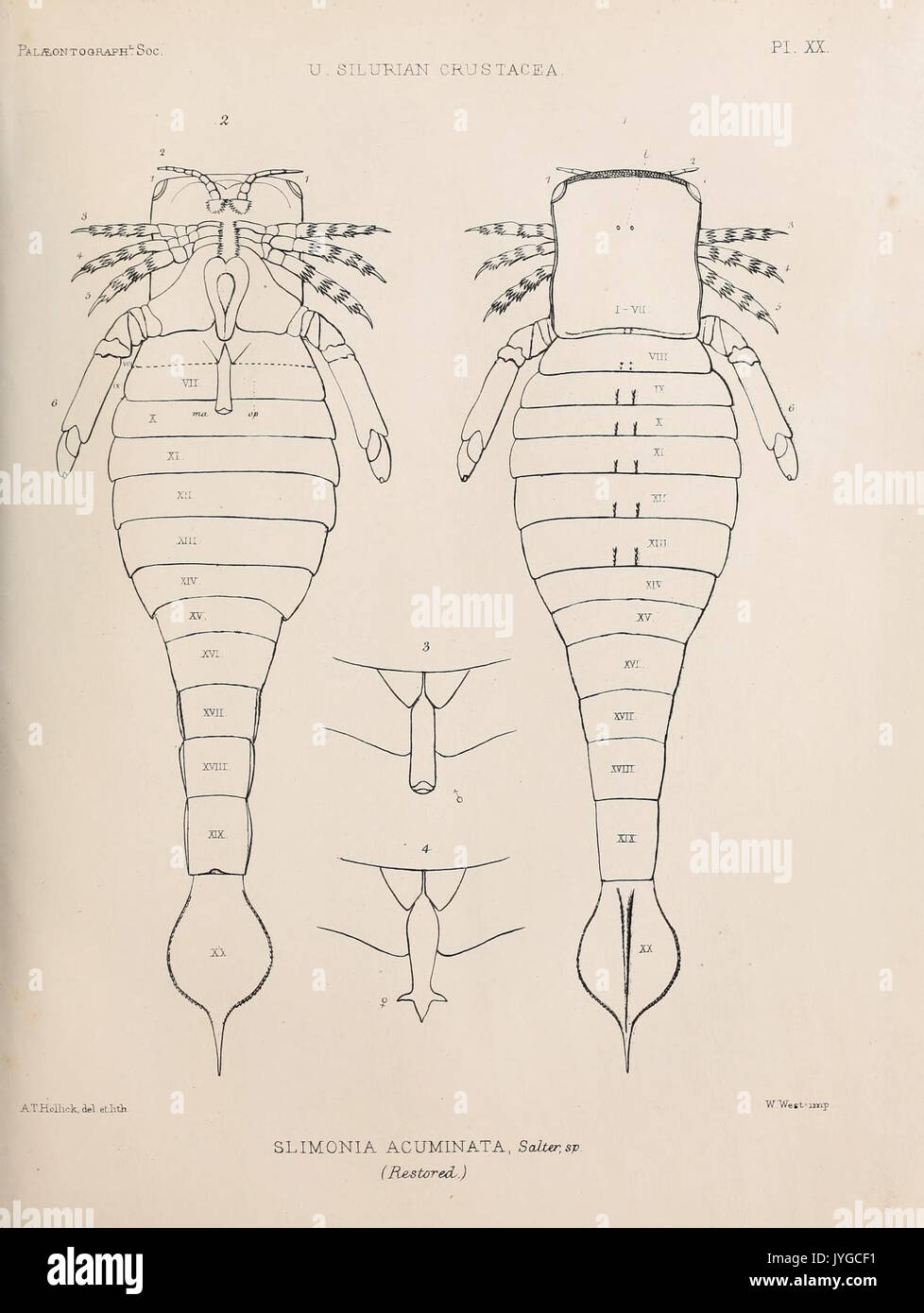 Fossil great britain paleontology smithsonian institution libraries hi ...