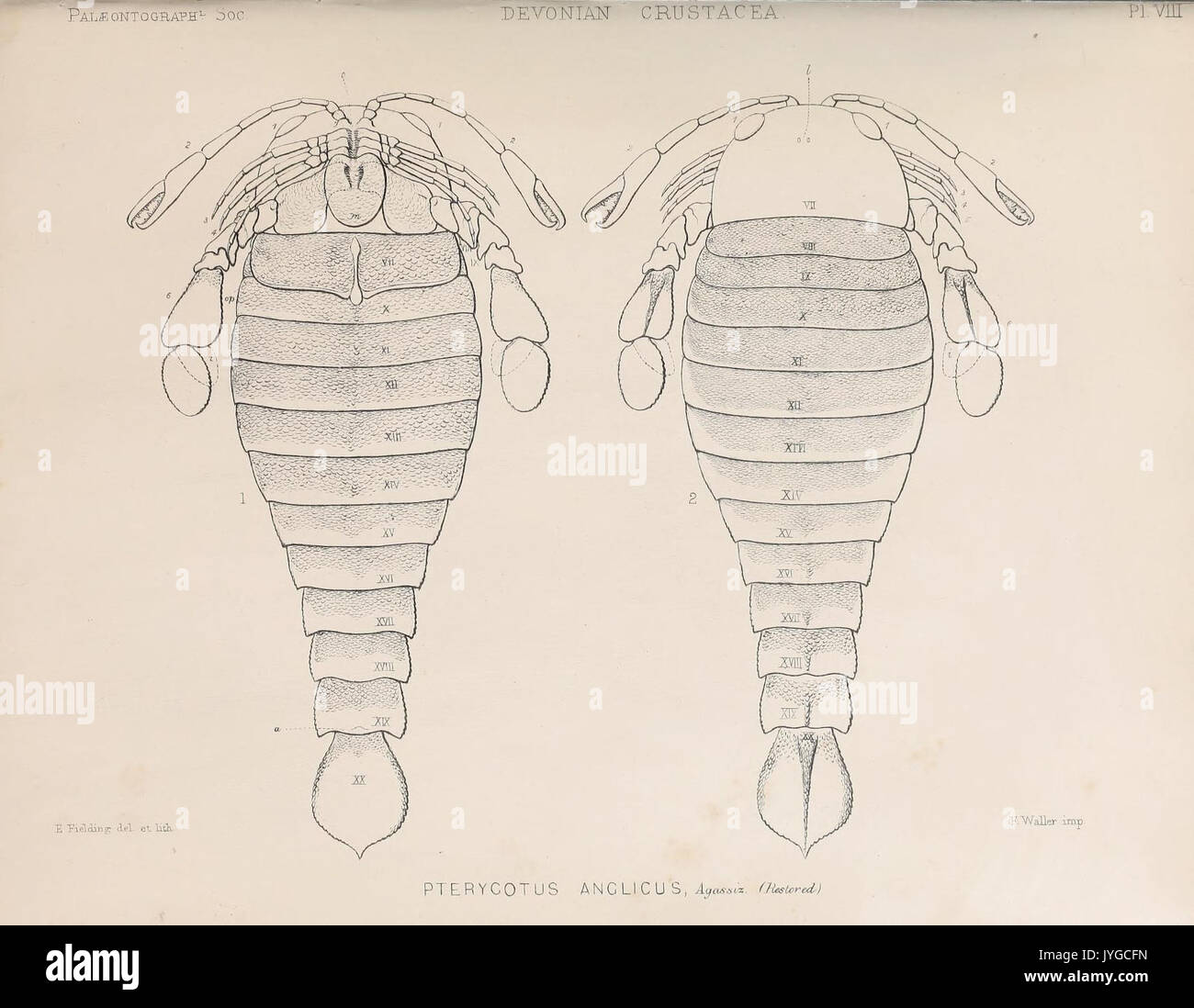 A monograph of the British fossil Crustacea (Pl. VIII) (7394014424 ...