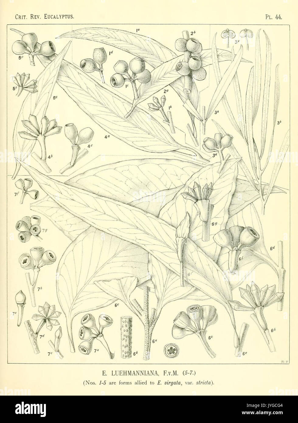 A critical revision of the genus Eucalyptus (Pl. 44) (7374886420 Stock ...