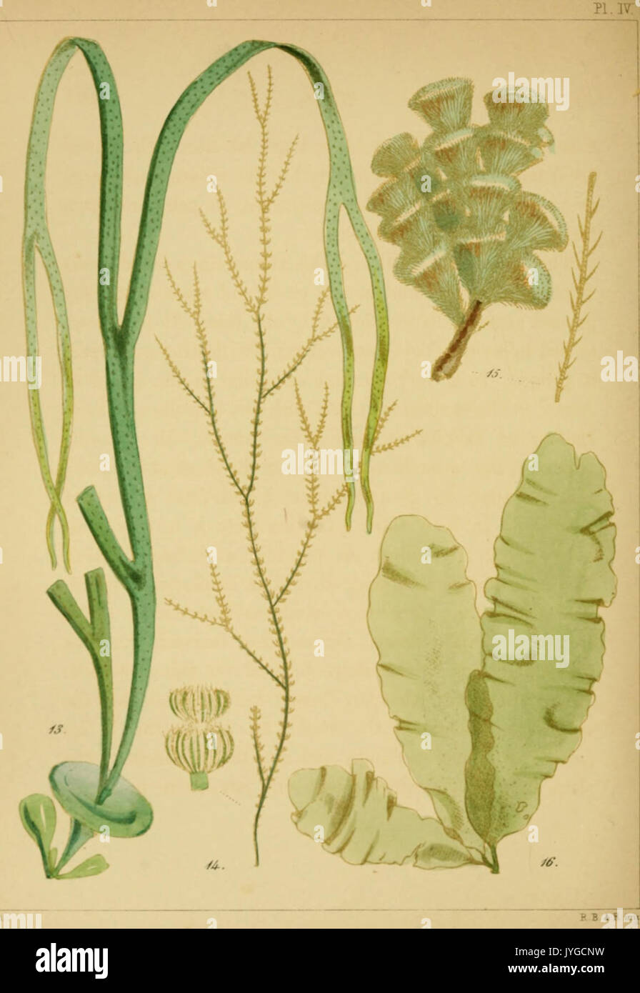 Seaweeds british marine plants hi-res stock photography and images - Alamy