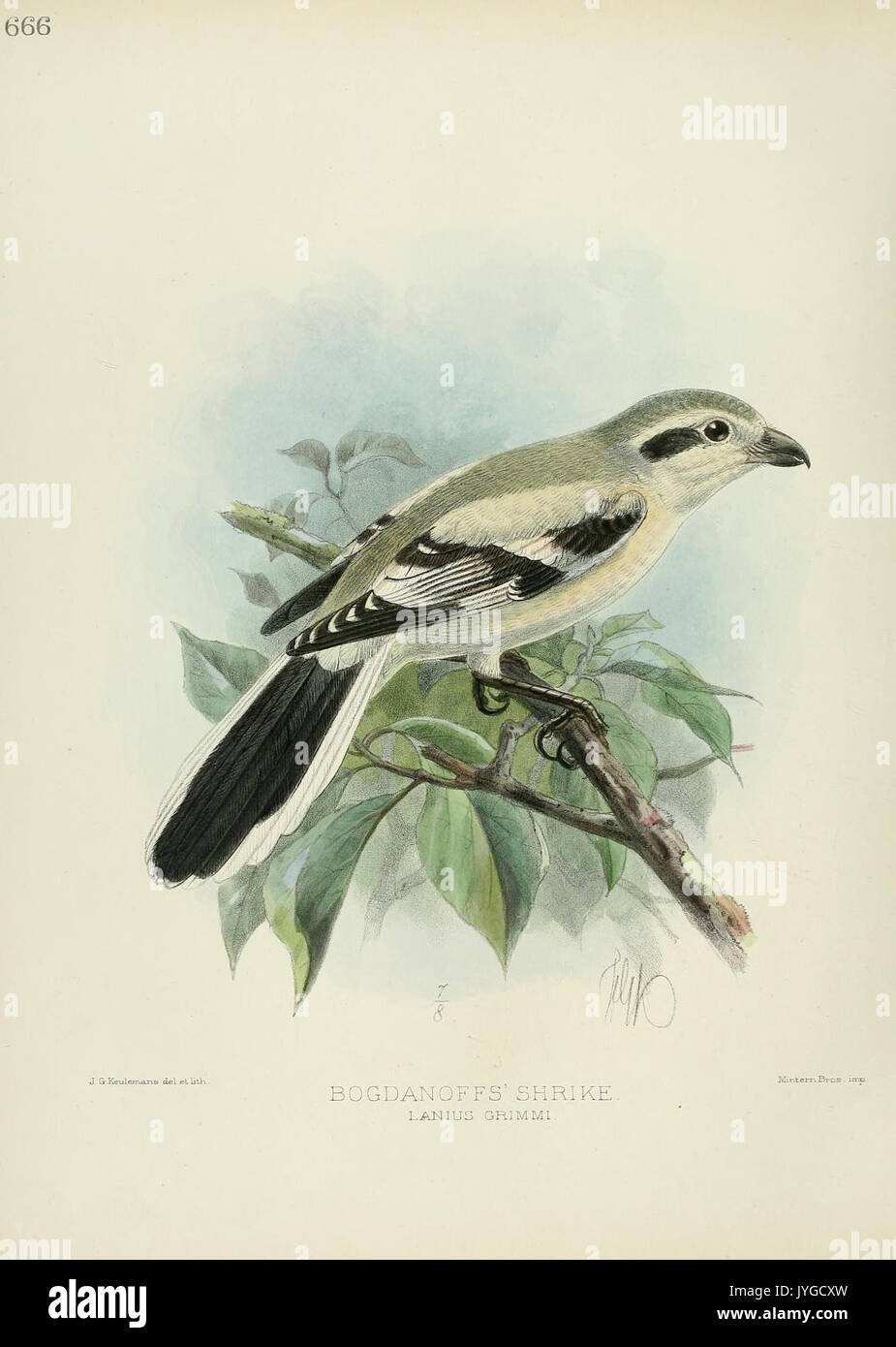 A history of the birds of Europe (Pl. 666) (6989234078 Stock Photo - Alamy