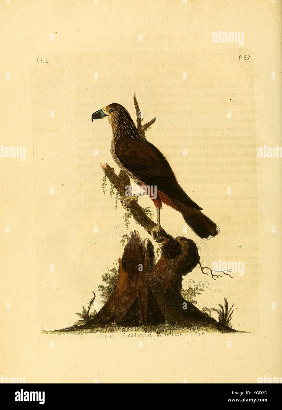 A general synopsis of birds (Pl. IV) (6928212626 Stock Photo - Alamy