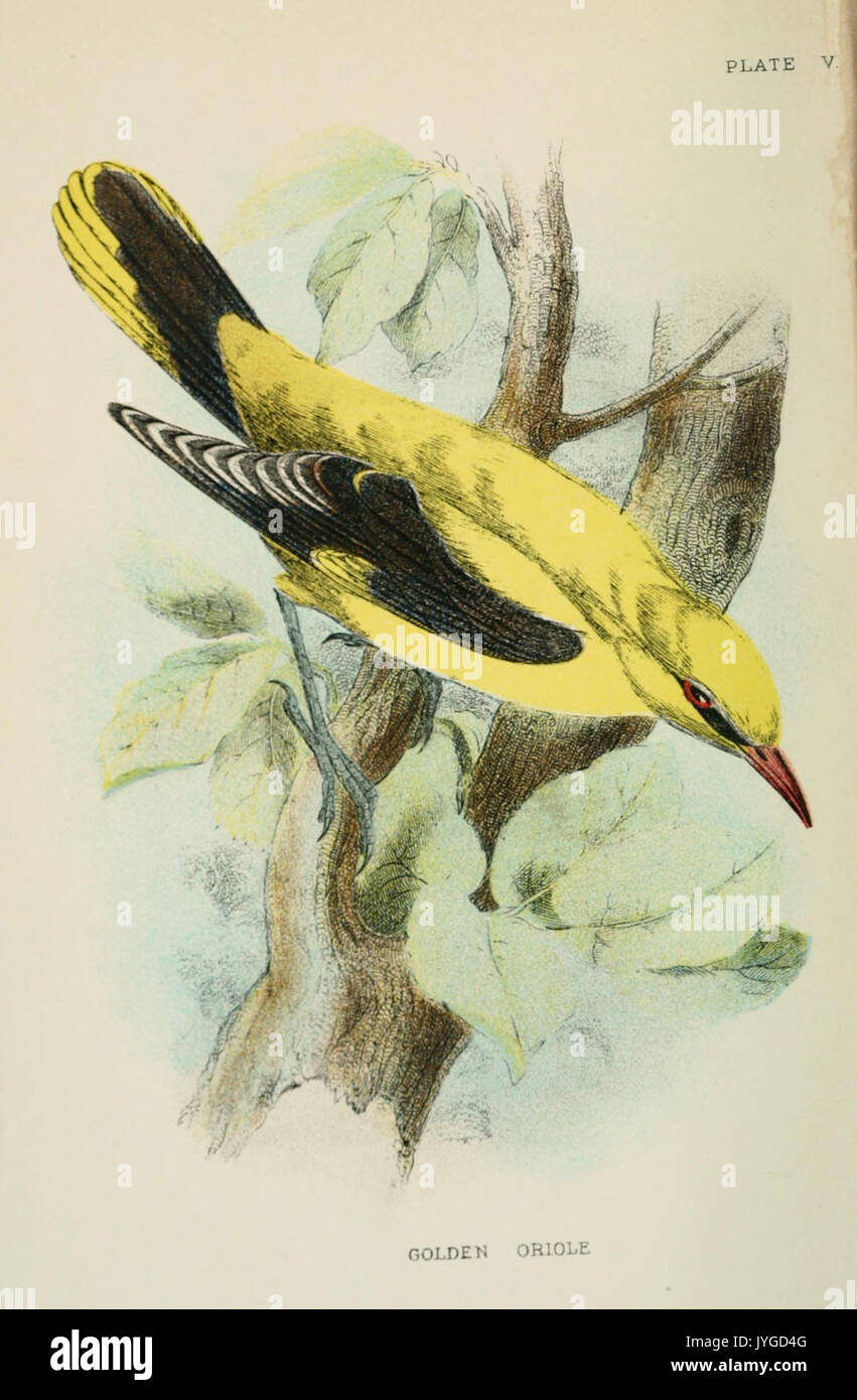 A hand book to the birds of Great Britain (Plate V) (6898651530 Stock ...