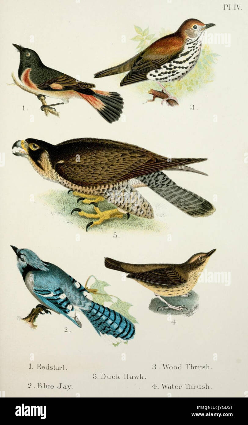 A popular handbook of the birds of the United States and Canada (Pl. IV ...