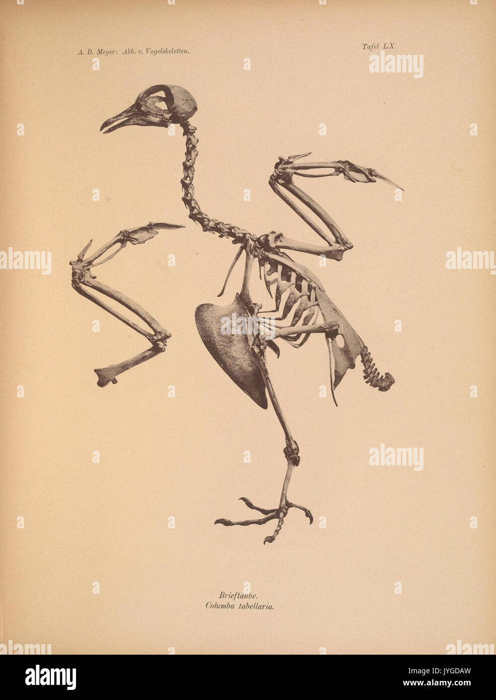 Abbildungen von Vogel Skeletten (Tafel LX) (6981808679 Stock Photo - Alamy
