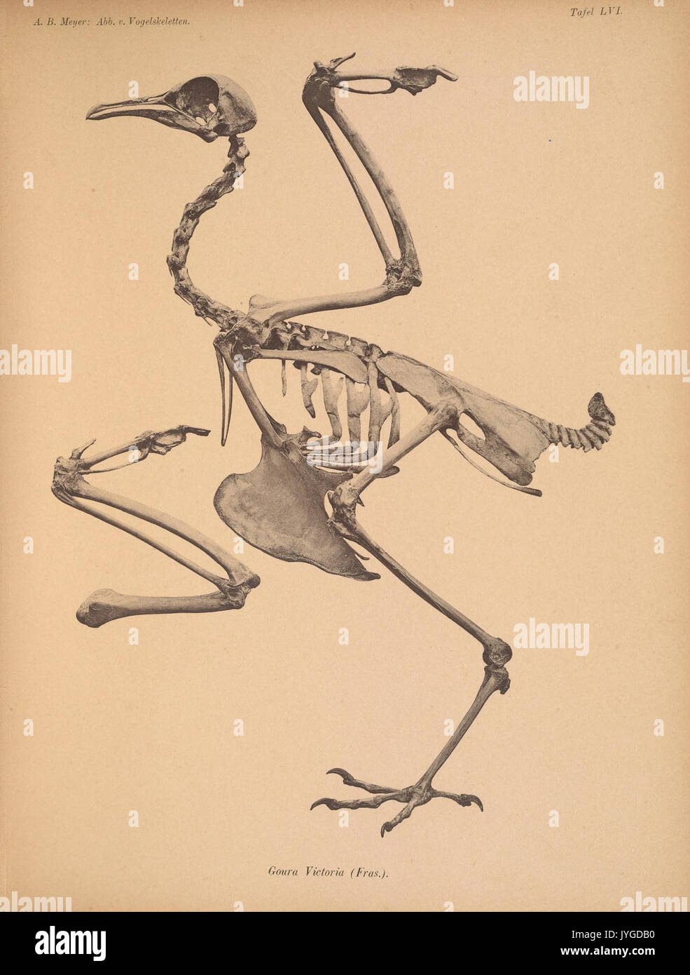 Abbildungen von Vogel Skeletten (Tafel LVI) (6835681496 Stock Photo - Alamy
