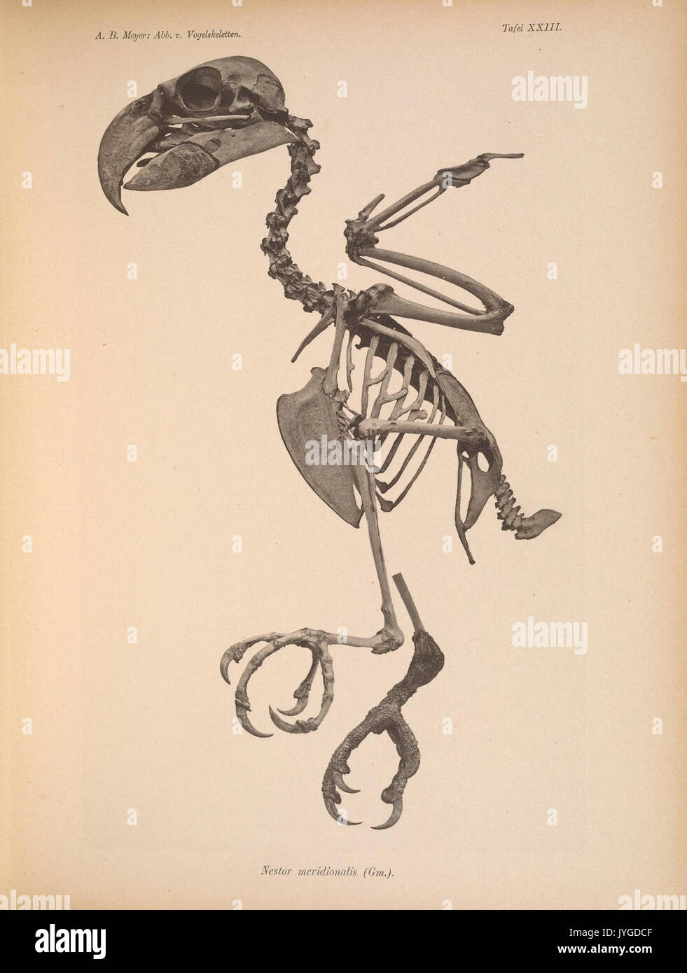 Abbildungen von Vogel Skeletten (Tafel XXIII) (6981798451 Stock Photo ...