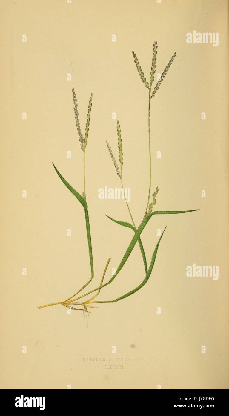 Natural history british grasses plate hi-res stock photography and ...