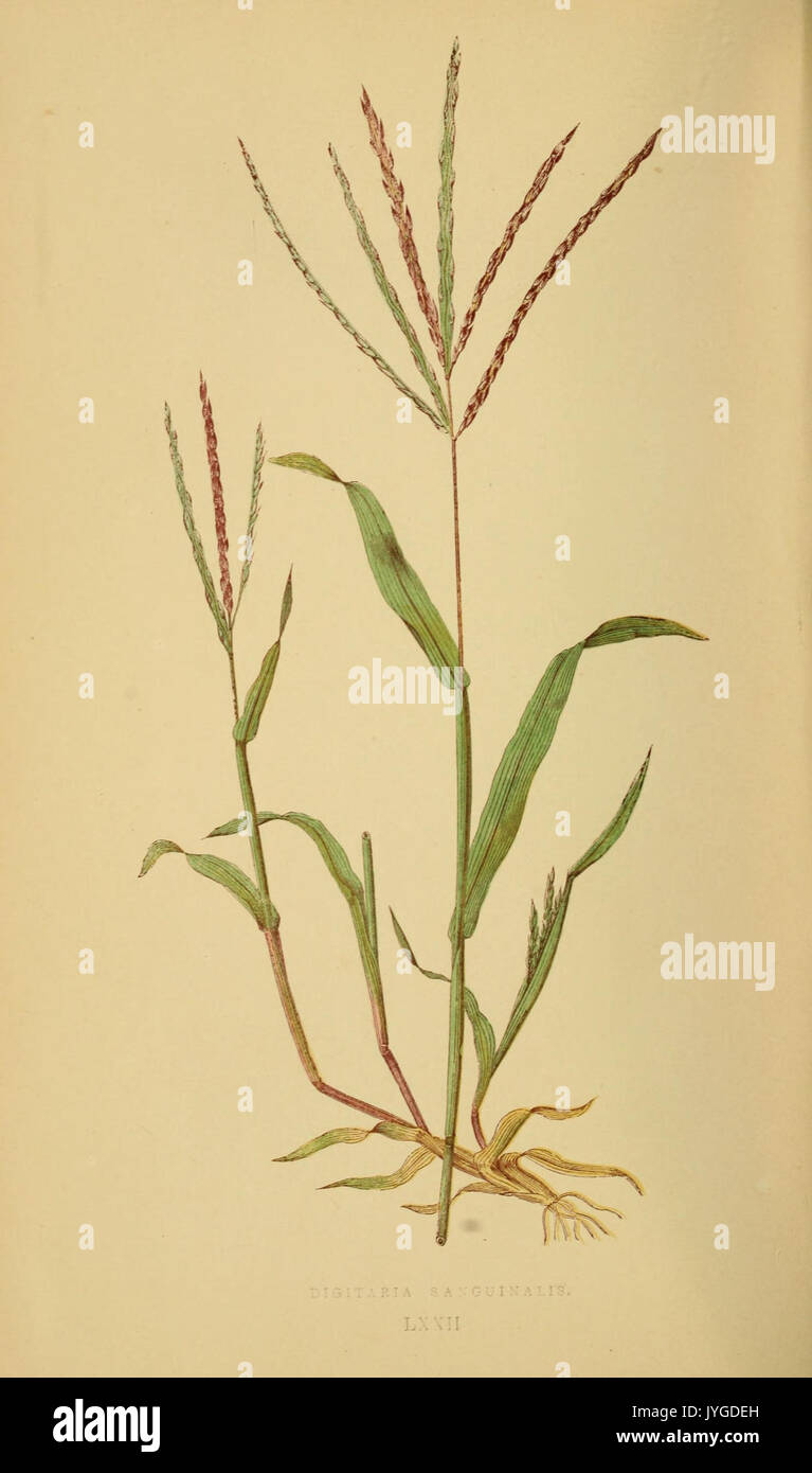 Natural history british grasses plate hi-res stock photography and ...