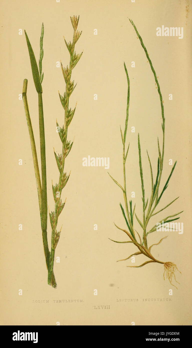 Natural history british grasses plate hi-res stock photography and ...