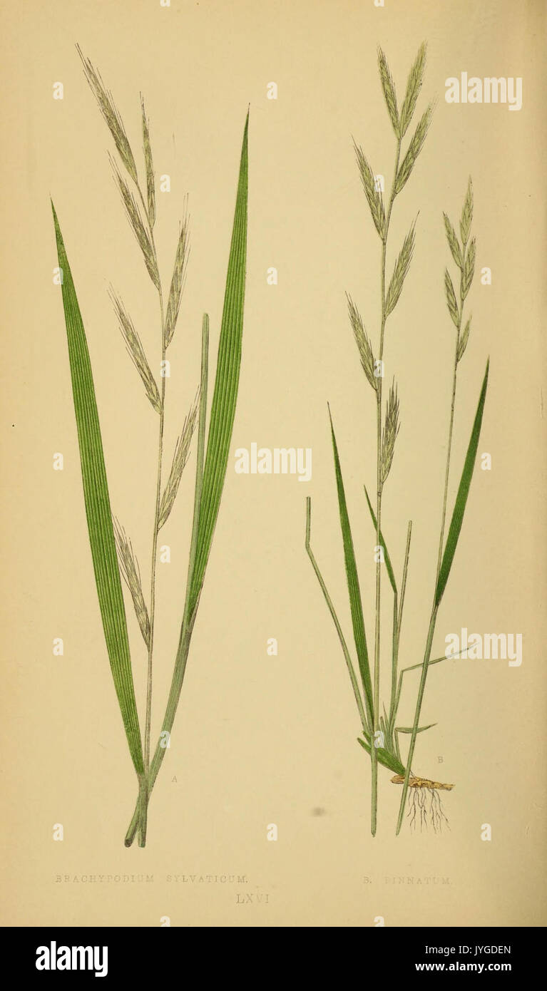 A natural history of British grasses (Plate LXVI) (6869584825 Stock ...