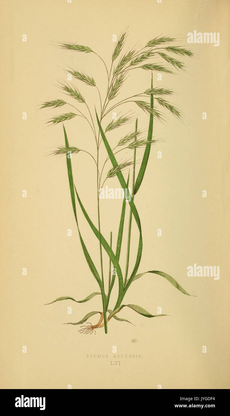 Natural history british grasses plate hi-res stock photography and ...