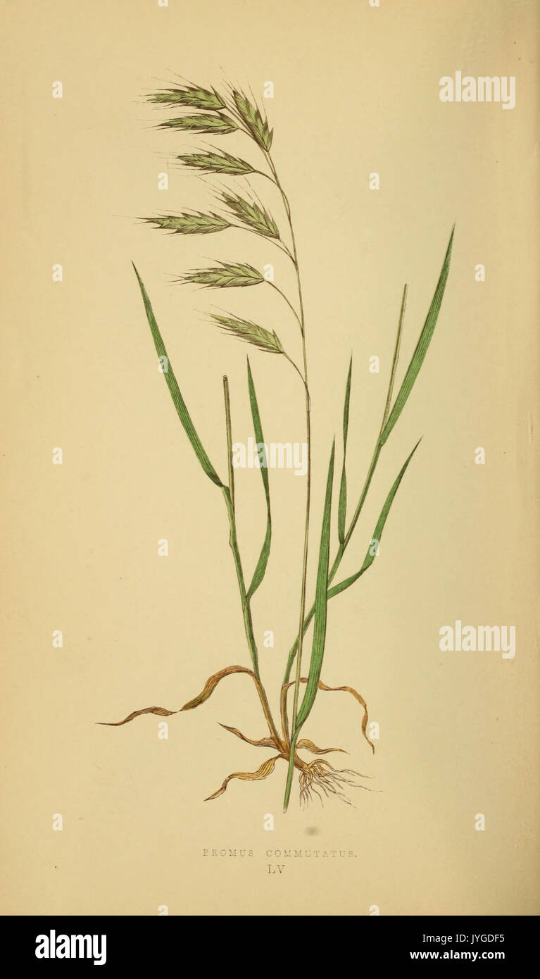 Natural history british grasses plate hi-res stock photography and ...