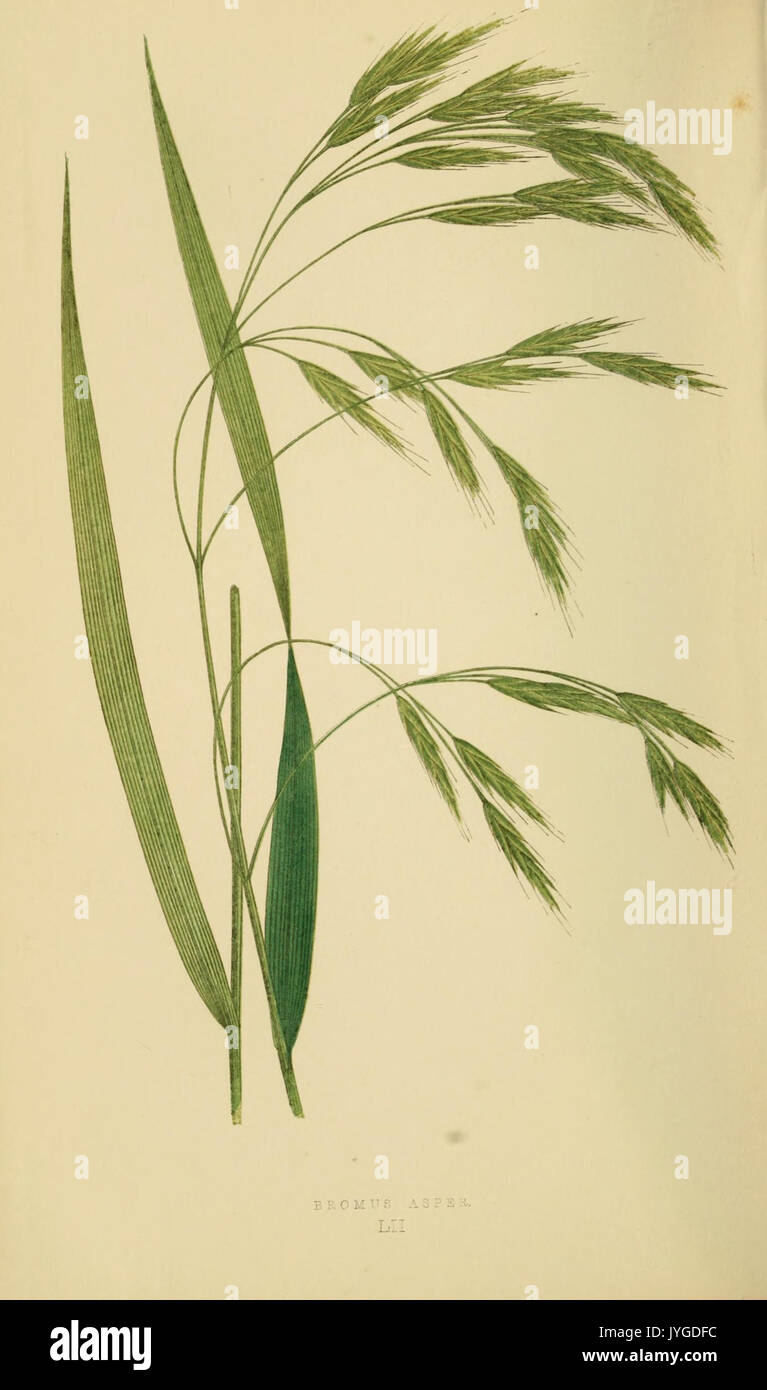 A natural history of British grasses (Plate LII) (6869571795 Stock ...