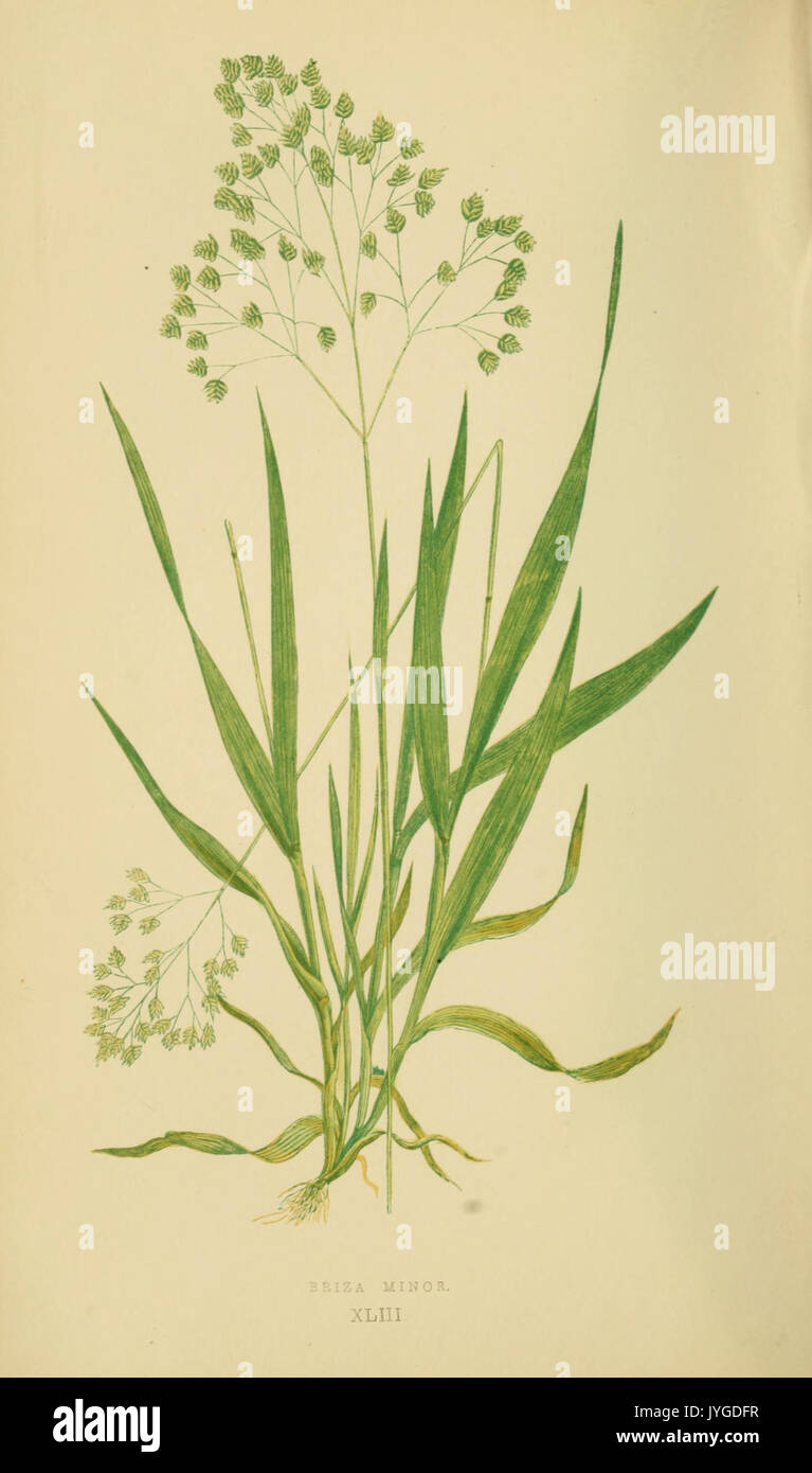 Natural history british grasses plate hi-res stock photography and ...
