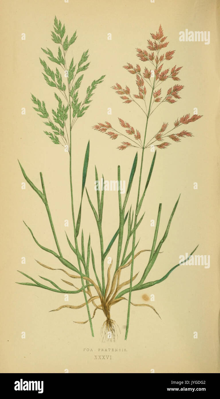 Natural history british grasses plate hi-res stock photography and ...
